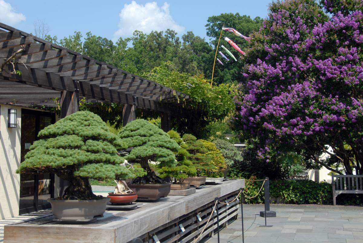 National Bonsai and Penjing Museum - Citytravelnyc